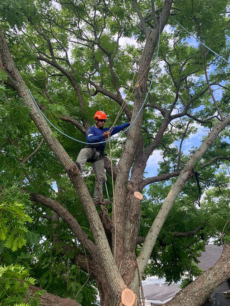 Benton Tree Service – My WordPress Blog